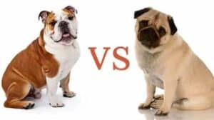 English Bulldog vs Pug: Which Dog Makes The Best Pet?