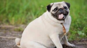 How Much Should A Pug Weigh & How to Control Your Pugs Weight
