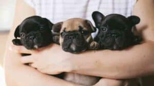 431 Of The Best Boy Pug Names That Work Great for Male Pugs!